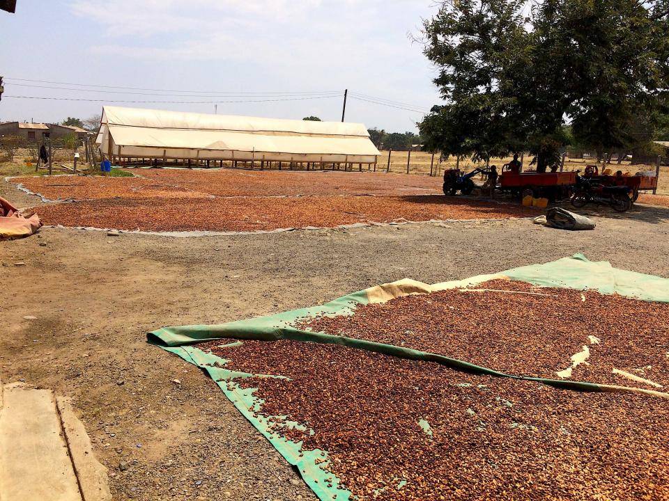 Under the Tanzanian sun. Part 3: Thomas Coly talks about his cocoa ... Under the Tanzanian sun. Part 3: Thomas Coly talks about his cocoa ...